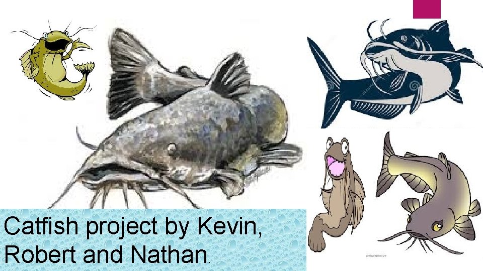 Catfish project by Kevin Robert and Nathan What