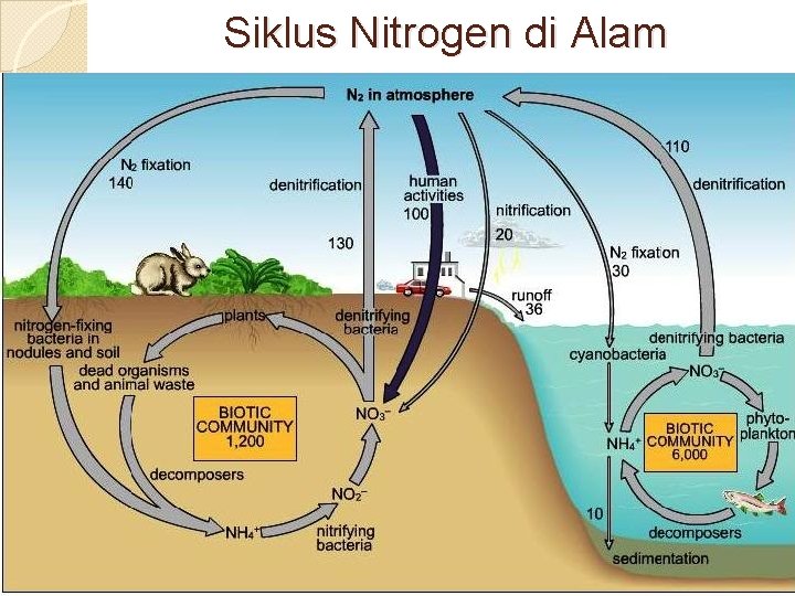 Siklus Nitrogen A Pengertian Nitrogen Nitrogen merupakan elemen