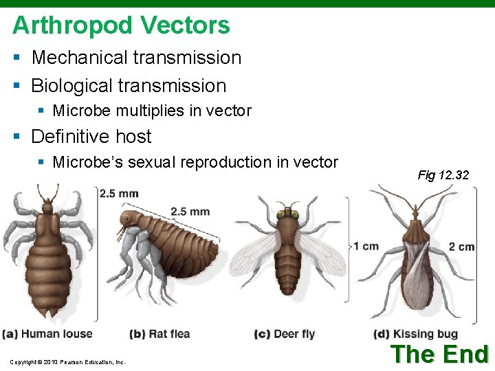 Ch 12 The Eukaryotes Fungi Algae Protozoa and