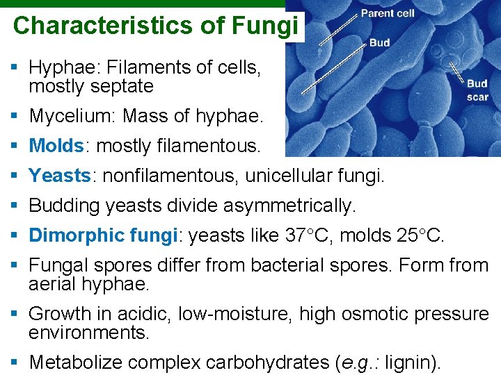 Ch 12 The Eukaryotes Fungi Algae Protozoa and