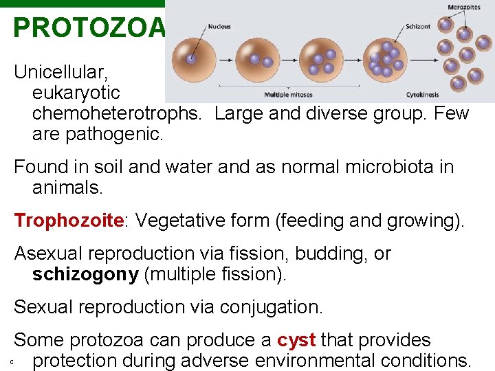 Ch 12 The Eukaryotes Fungi Algae Protozoa and