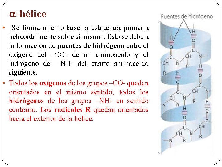 Tema 5 Las Protenas Tema 5 AMINOCIDOS Y