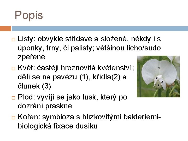 BOBOVIT FABACEAE Zkladn charakteristika Nkdy tak motlokvt papilionaceae