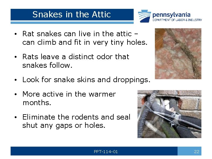 Snake Safety PPT114 01 1 Snake Facts There