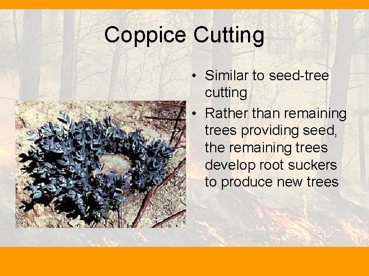 Forest cutting and reproducing techniques 29 03 Environmental
