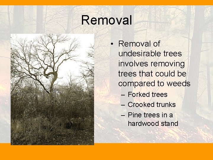 Forest cutting and reproducing techniques 29 03 Environmental