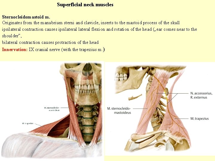 Muscles fasciae and trigons on the neck Semmelweis