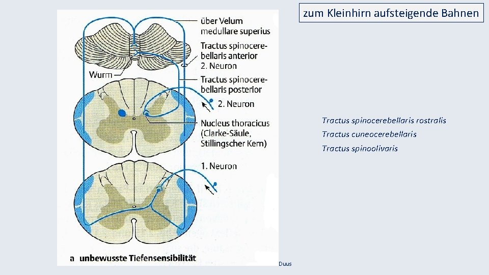 Mikroskopie des Rckenmarks II Vegetative Reflexe Fremdreflexe Bahnen