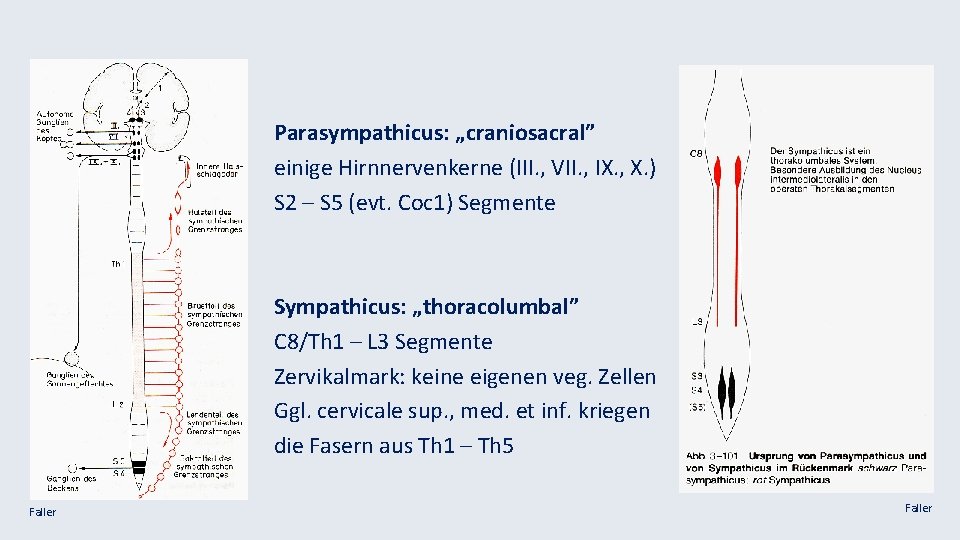 Mikroskopie des Rckenmarks II Vegetative Reflexe Fremdreflexe Bahnen