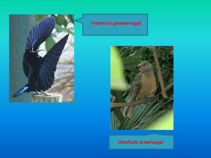 Paradijsvogels Vogels uit Nieuw Guinea en het Noord