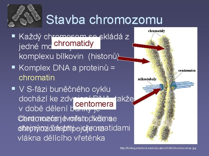 Genetika bunk Irena Svobodov Gymnzium Na Zatlance Prokaryotn