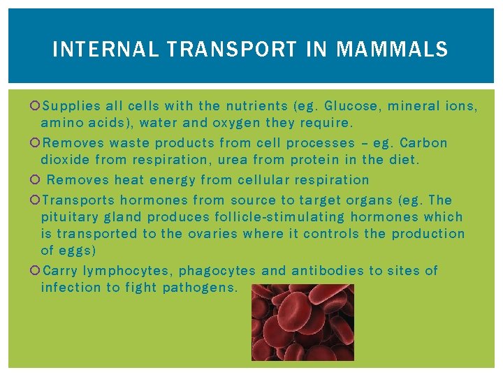 INTERNAL TRANSPORT IN MAMMALS INTERNAL TRANSPORT IN MAMMALS