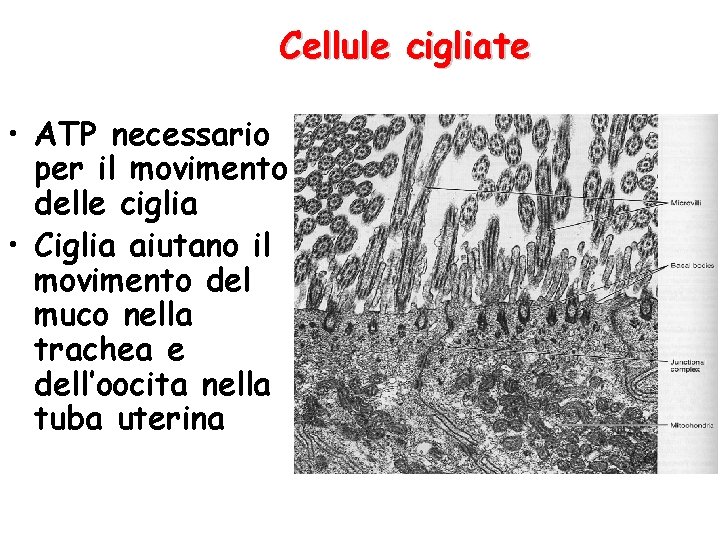 SCHEMA 3 D DI UNA CELLULA Mitocondri Dimensioni