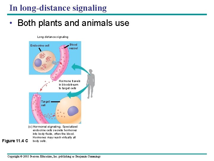 Chapter 11 Cell Communication Copyright 2005 Pearson Education