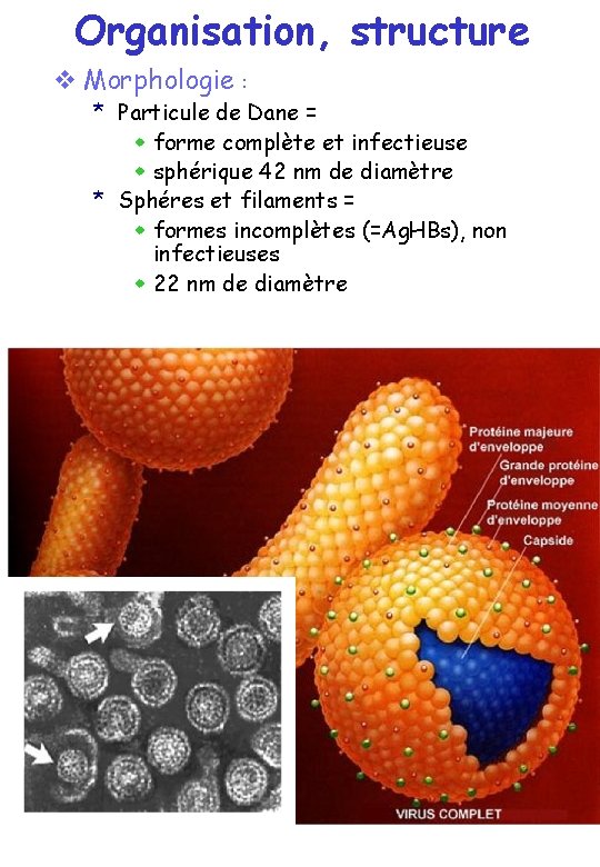 Le virus de lhpatite B historique 1885 Hypothse