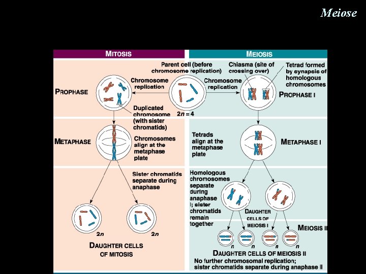 MEIOSE Meiose O que Meiose Processo de diviso