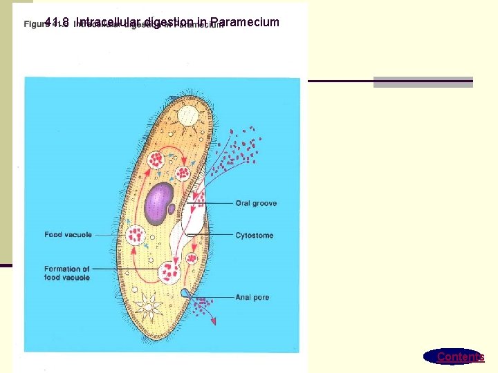 Struktur Fungsi Hewan Sistem Digestive Respirasi Sirkulasi Hewan