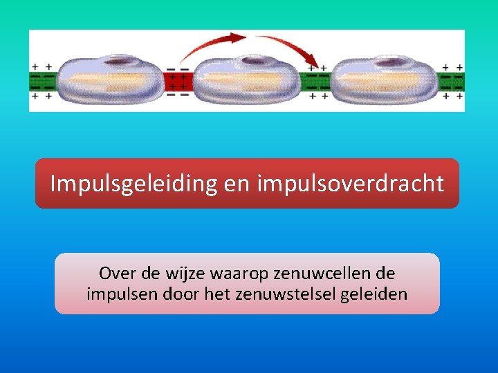 B Stof 4 Neurale regulatie Van prikkel naar