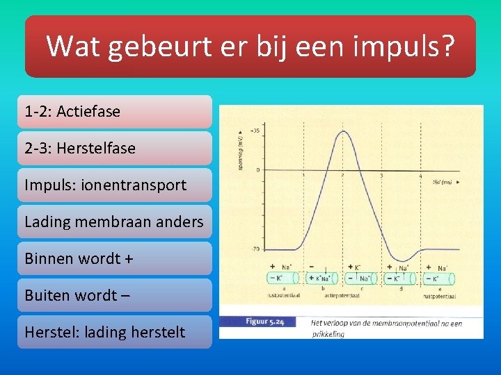 B Stof 4 Neurale regulatie Van prikkel naar