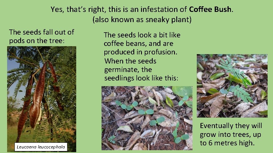 Spot the weed game Find the weeds that