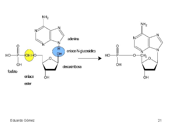 cidos nucleicos Eduardo Gmez 1 Concepto Los cidos