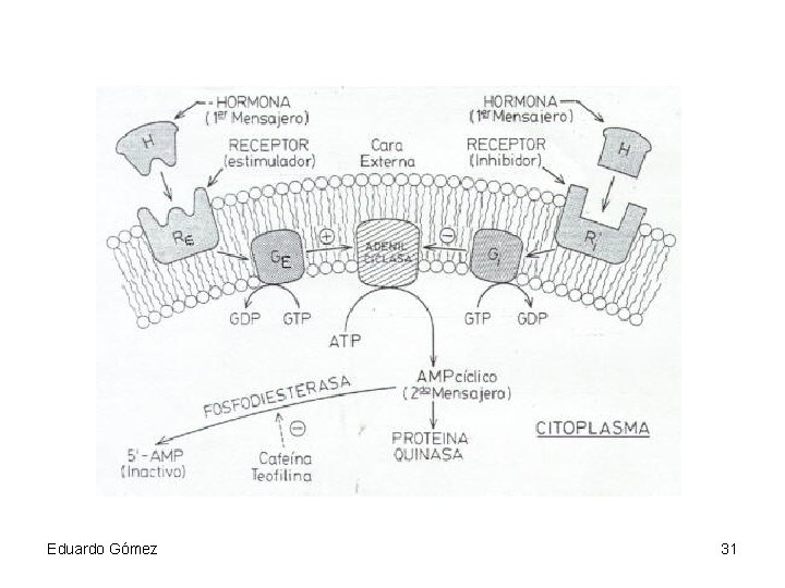 cidos nucleicos Eduardo Gmez 1 Concepto Los cidos