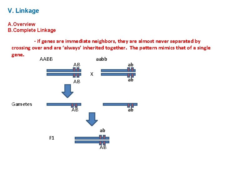 Heredity Gene Regulation and Development I Mendels Contributions