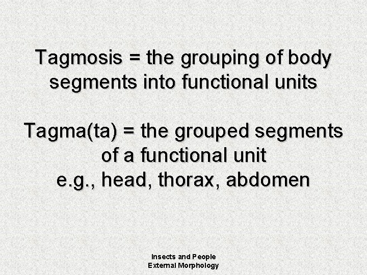 External Morphology after R Zack Washington State University