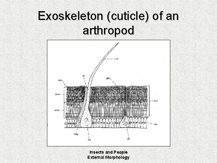 External Morphology after R Zack Washington State University