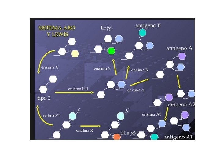 Sistemas Antignicos eritrocitarios ABO Lewis y P 14