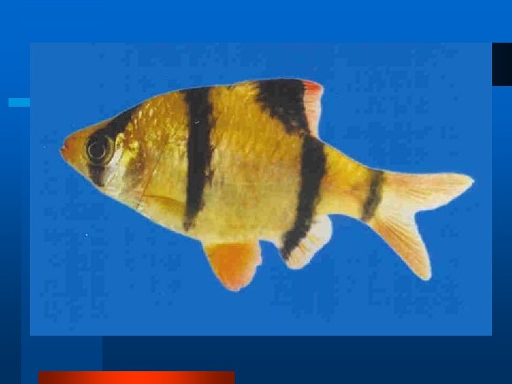 WATER QUALITY MANAGEMENT IN ORNAMENTAL FISH CULTURE Introduction