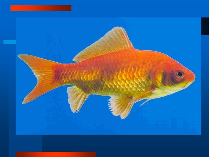 WATER QUALITY MANAGEMENT IN ORNAMENTAL FISH CULTURE Introduction