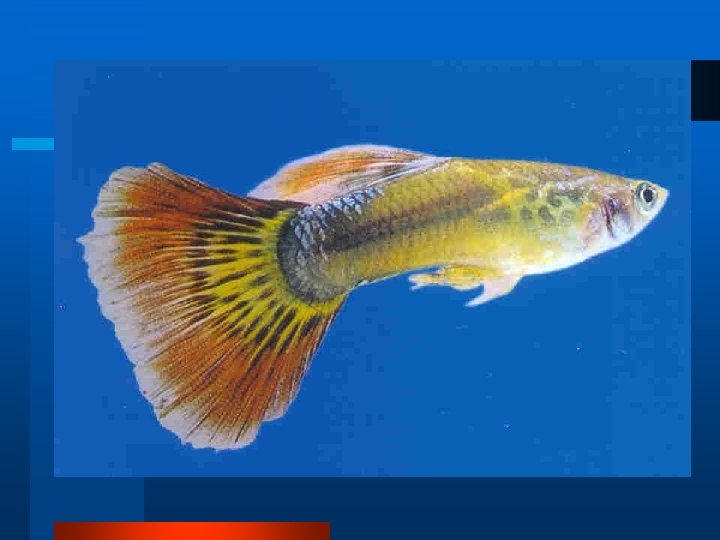 WATER QUALITY MANAGEMENT IN ORNAMENTAL FISH CULTURE Introduction