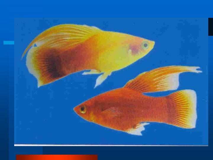 WATER QUALITY MANAGEMENT IN ORNAMENTAL FISH CULTURE Introduction