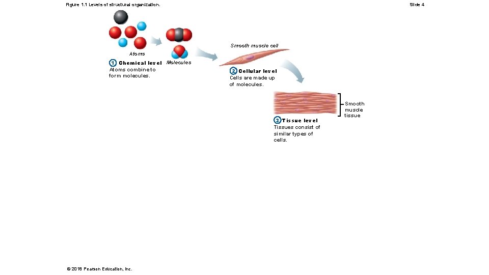 Body Organization Part 1 Levels of Structural Organization