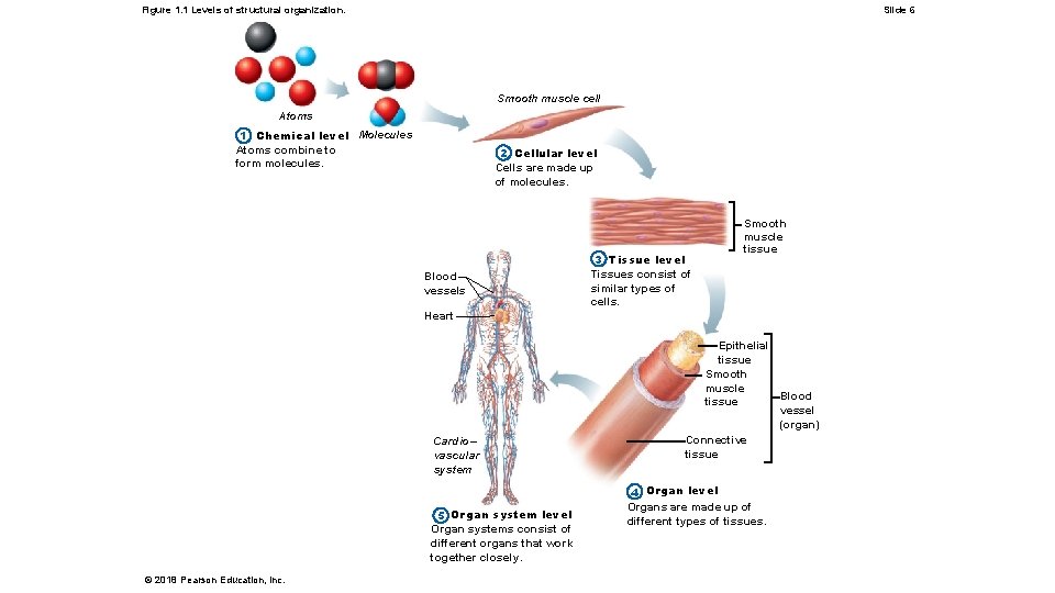 Body Organization Part 1 Levels of Structural Organization