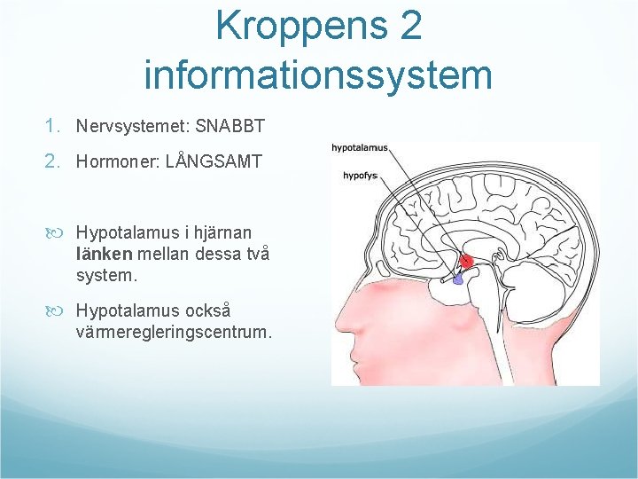 HORMONER Kroppens budbrare Kroppens 2 informationssystem 1 Nervsystemet