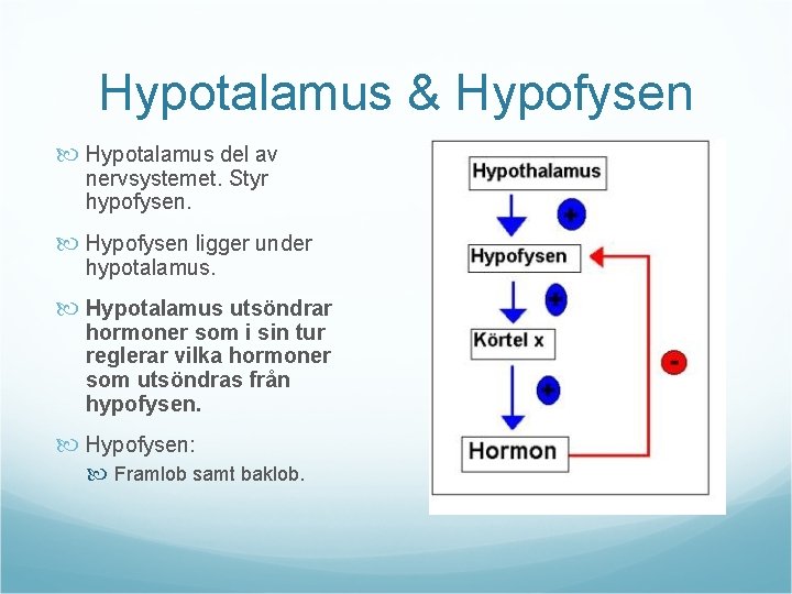 HORMONER Kroppens budbrare Kroppens 2 informationssystem 1 Nervsystemet