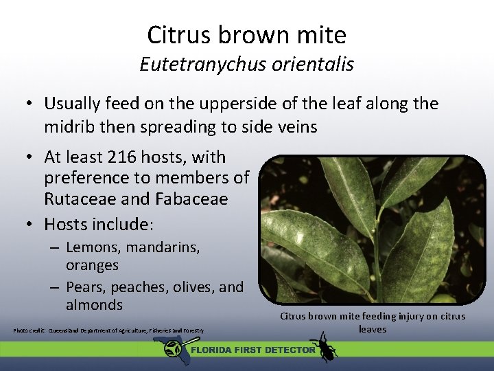 Plantfeeding mite pests SEM of adult red palm