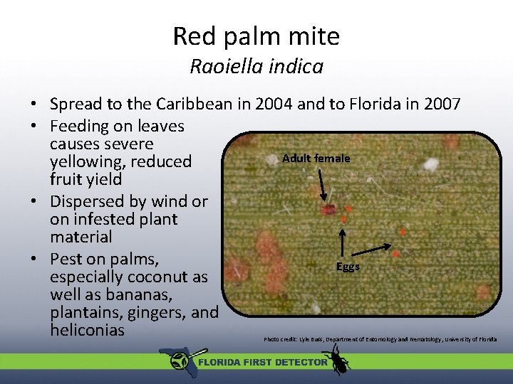 Plantfeeding mite pests SEM of adult red palm