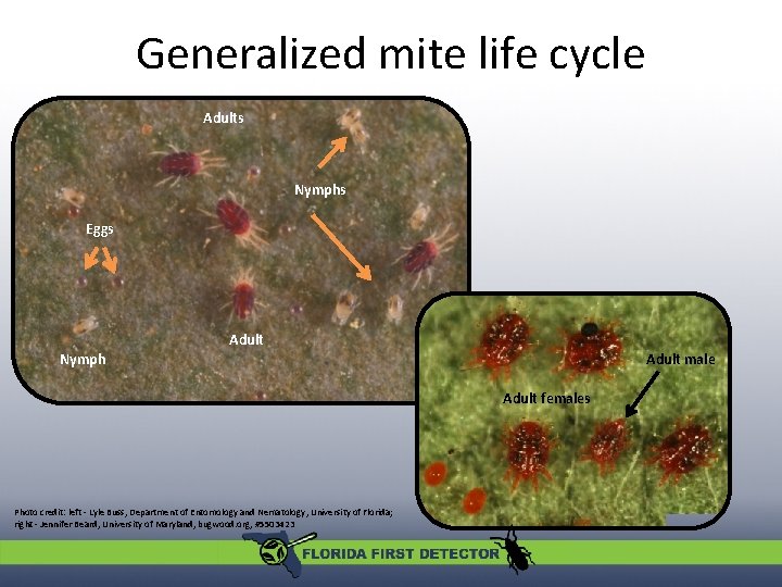 Plantfeeding mite pests SEM of adult red palm