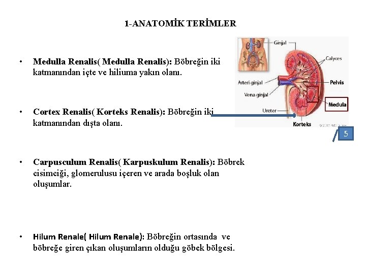 RNER SSTEM TERMNOLOJS 1 1 ANATOMK TERMLER Organa
