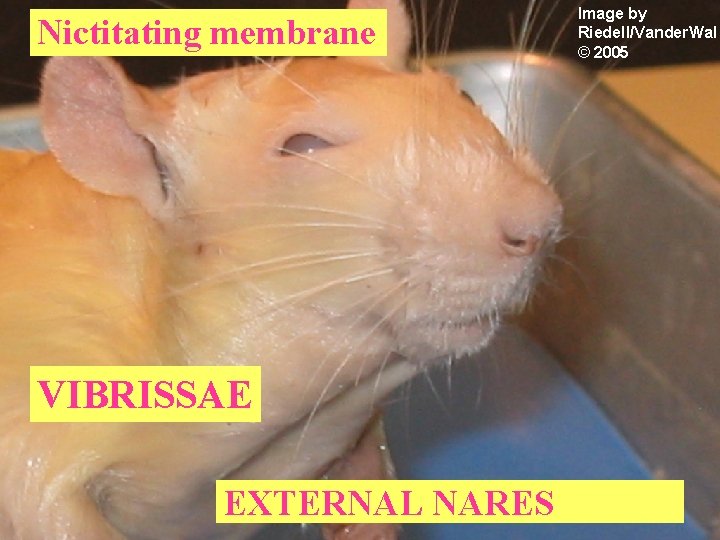 RAT DISSECTION Image from http www animationlibrary com