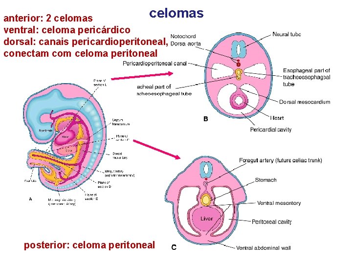 Embriologia Humana Tpico 5 diferenciao do sistema urogenital