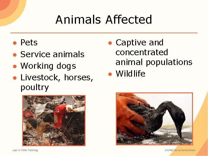 Animal Decontamination Chemical Events and Natural Disasters Risks