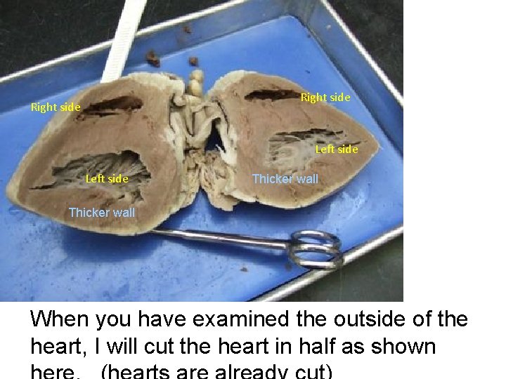 Heart Dissection Tutorial The hearts have already been