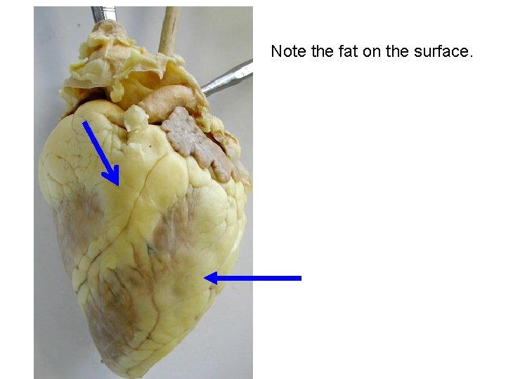 Heart Dissection Tutorial The hearts have already been