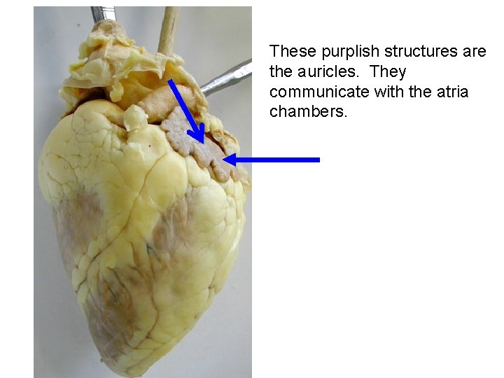 Heart Dissection Tutorial The hearts have already been
