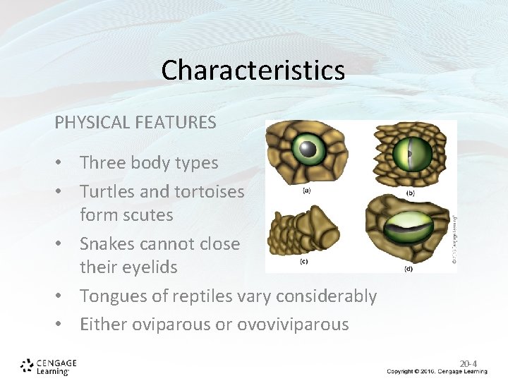 Chapter 20 Reptiles 20 1 Introduction This chapter