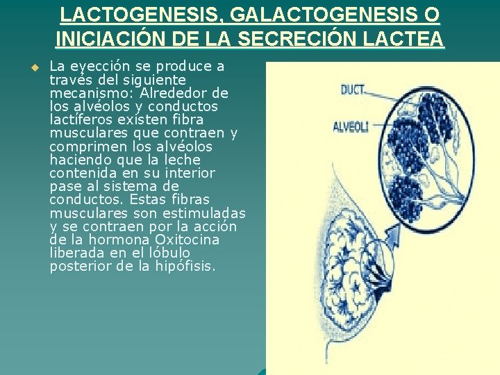 HORMONAS Y EMBARAZO Cambios en el sistema reproductor